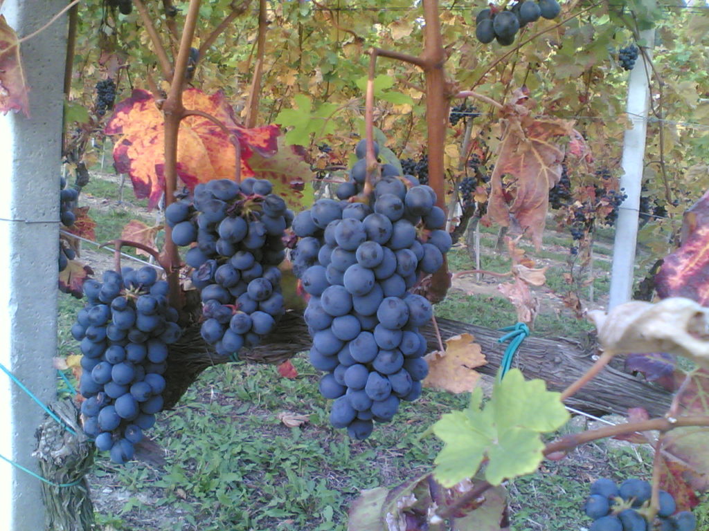 Visite e Degustazioni - Agricola Sulin